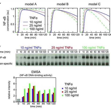 Dynamics Of Nf κb Upon Stimulation With Different Tnfα Download