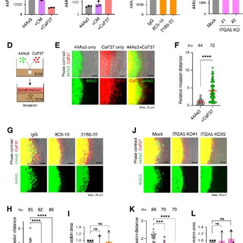Expression Of Integrin α5β1 And Fibronectin In Dgc And Its Correlation Download Scientific