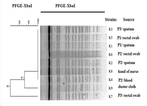 dendrogram analysis dendrogram generated using the fingerprinting ii