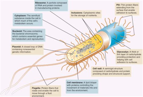Chapter 4 Structure And Organization Of Prokaryotic Cells Flashcards Quizlet