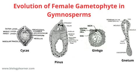 Evolution Of Female Gametophyte In Gymnosperms