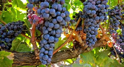 Great Aussie Tempranillo for the wine cellar | Wine Storage | Sydney