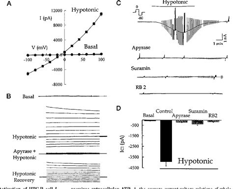 Figure 2 From Hepatocellular Atp Binding Cassette Protein Expression Enhances Semantic Scholar
