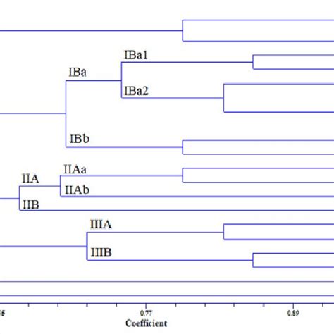 Dendrogram Generated By Upgma Analysis Based On Issr Markers Download