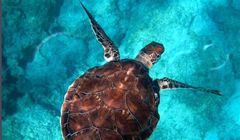 14 Css Water Effect Examples Onaircode