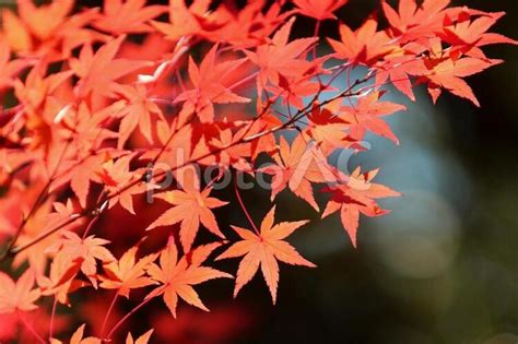モミジの紅葉 色づいた赤い葉っぱ No 4098133｜写真素材なら「写真ac」無料（フリー）ダウンロードok