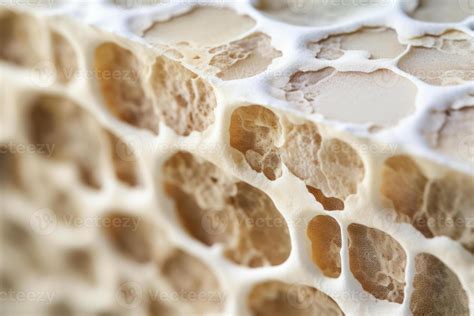 Bone Tissue Human Skeleton Under Microscope Cells Structure Medical Science Biology Background