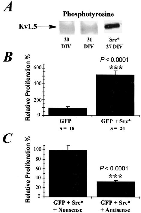 Increased Src Activity Increases Astrocyte Proliferation A Trans Download Scientific