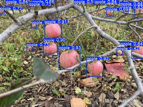 基于yolo11深度学习的果园苹果检测与计数系统设计与实现【python源码pyqt5界面数据集训练代码】 知乎