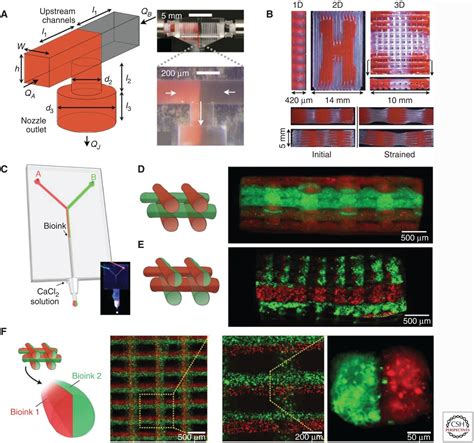 Three Dimensional Bioprinting Strategies For Tissue Engineering