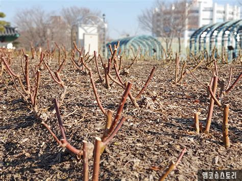 포토에세이 꽃의 여왕 장미의 겨울나기