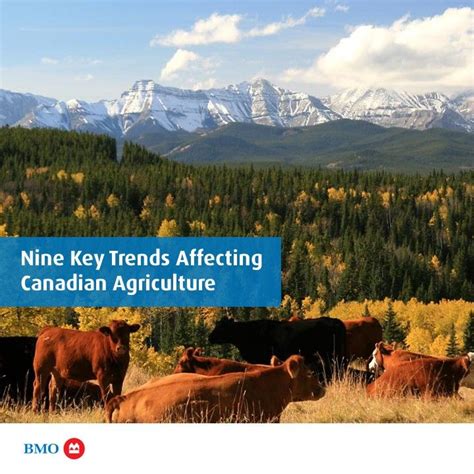 Commodity Prices Inflation Interest Rates World Events And Politics Bmo Capital Markets