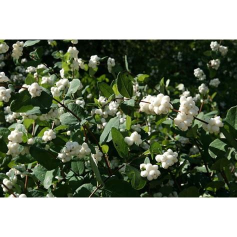 Снежноягодник Вайт Хедж Symphoricarpos doorenbosii "White Hedge" купить ...