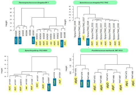 clustering trees showing gene expression correlation pattern of genes