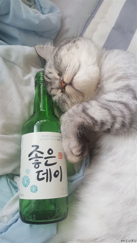 Пин от пользователя Soju на доске Meow Кот
