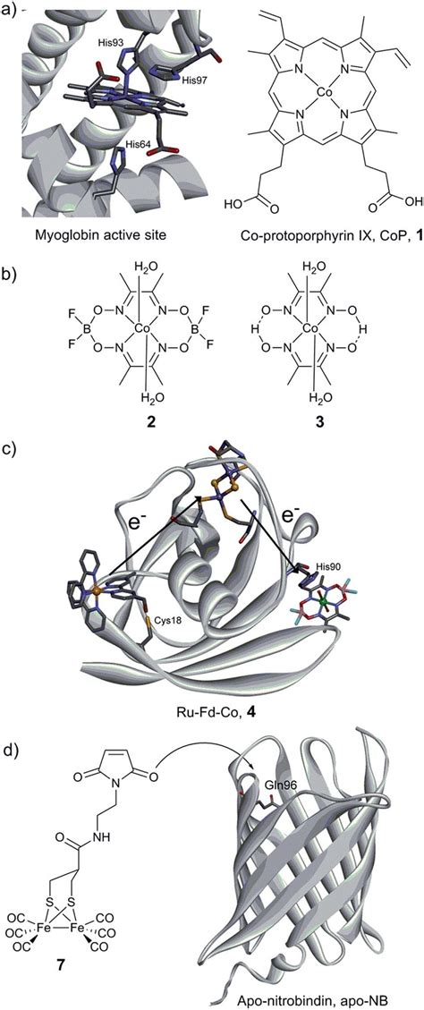 diagram myoglobin structure and diagram mydiagram onl