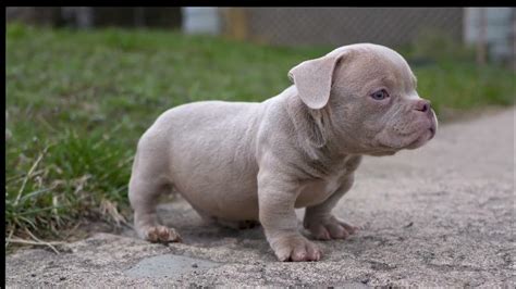 1000000 Worlds Smallest Nano Exotic American Bully Stud Youtube