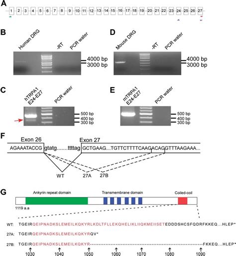 Discovery Of Novel Alternative Splicing Pattern Within Exon 27 Of Download Scientific Diagram