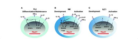 T Bet Induction In Th1 Cells Nk Cells And Ilc1s A Il 12stat4