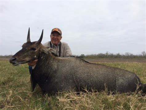 Guided Nilgai Hunting Texas All Seasons Guide Service