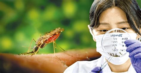 불임모기 50억마리 풀고 독이 든 가짜피로 유혹하고