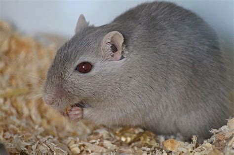 An Overview Of 5 Gerbil Breeds Pet Breeezy