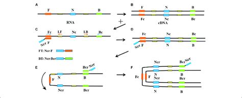 Schematic Diagram Of Reverse Transcription Polymerase Spiral Reaction Download Scientific