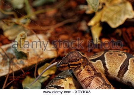 Ball Python Royal Snake Eating A White Mouse Stock Photo Alamy