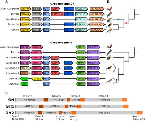 A Local Syntenic Contexts Of Gh Genes On Chromosome 27 Ancestral