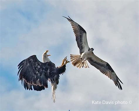 The Eagle And The Osprey If You Havent Seen Longmire On Netflix… By