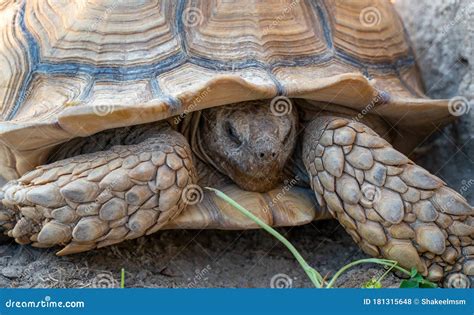 Close Up Shot Of Desert Tortoise Gopherus Agassizii And Gopherus