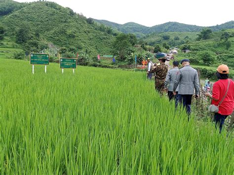 မက်မန်းမြို့နယ်တွင် မိုးစပါးစိုက်ပျိုးဧက ၉၆၆၀ ဧက အောင်မြင်စွာစိုက်ပျိုးဖြစ်ထွန်းလျက်ရှိ