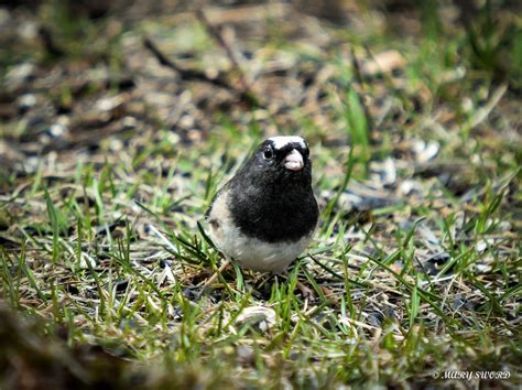 Leucistic Dark Eyed Junco