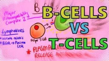 Differences Between B Cells And T Cells Channels For Pearson