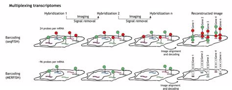 Merfishseqfishseqfish For Spatial Omics Elveflow