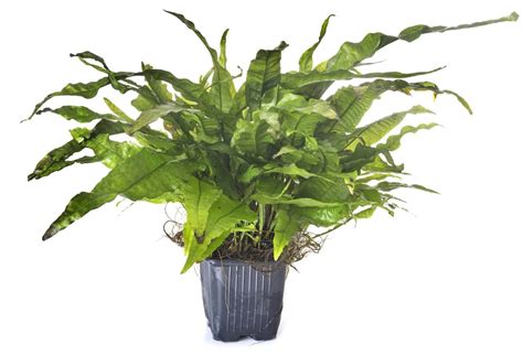 Java Fern Microsorum Pteropus Ultimate Care Guide Fish Laboratory Java Fern Microsorum Pteropus Ultimate Care Guide Fish Laboratory