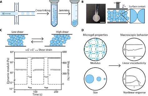 Concentrated Suspensions Of Microgel Building Blocks Give Rise To Download Scientific Diagram