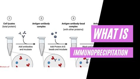 Immunoprecipitation And Co Immunoprecipitation Co Ip Concept Youtube