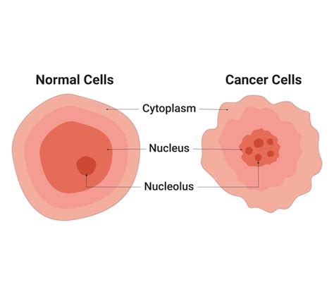 Premium Vector Normal Cells And Cancer Cells Vector Illustration