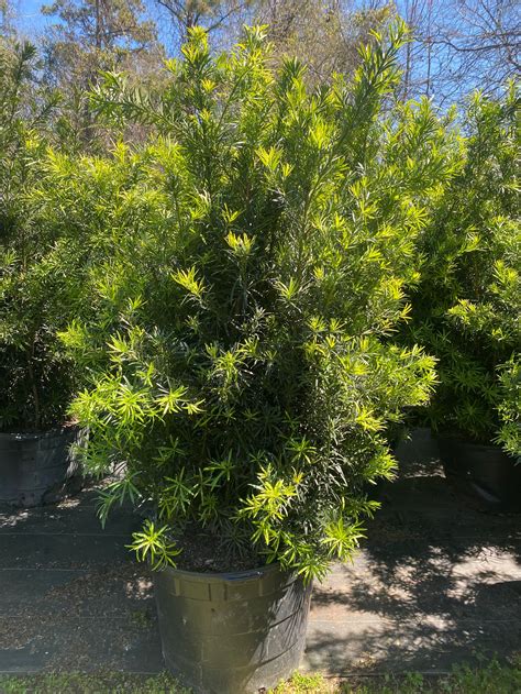 Podocarpus Maki True Blue Nursery