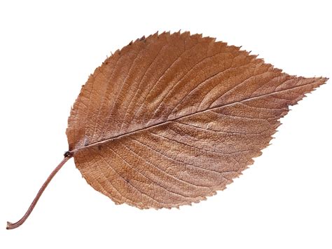 Feuille Brown Automne Image Gratuite Sur Pixabay Pixabay