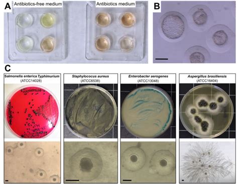 Figure From Experimental Evidence Reveals Both Cross Infection And Cross Contamination Risk Of