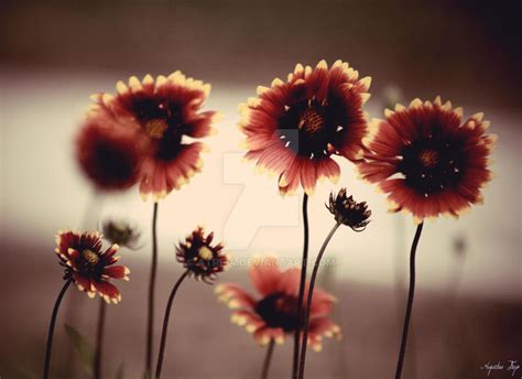 Daisy Chained By Atre14 On Deviantart