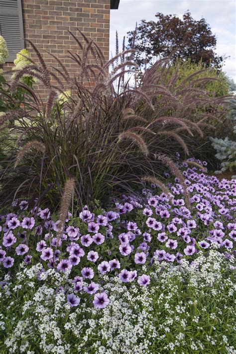 Graceful Grasses® Purple Fountain Grass Pennisetum Setaceum Rubrum