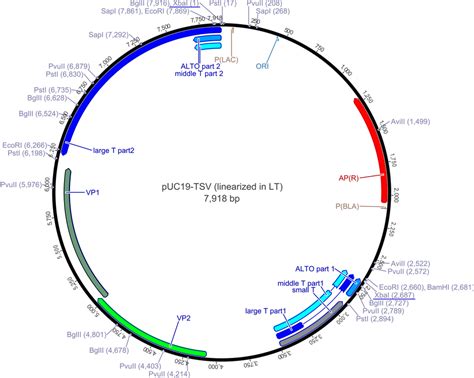 Addgene Puc19 Tsv Linearized In Lt