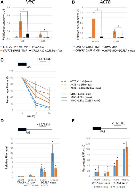 a analysis of pol ii occupancy at 5 and 15 kb beyond the myc pas