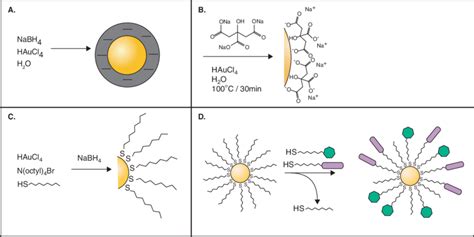 Different Schematics For Gold Nanoparticle Synthesis A Basic Download Scientific Diagram