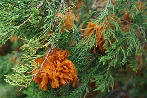 Cedar Tree Diseases And Fungus