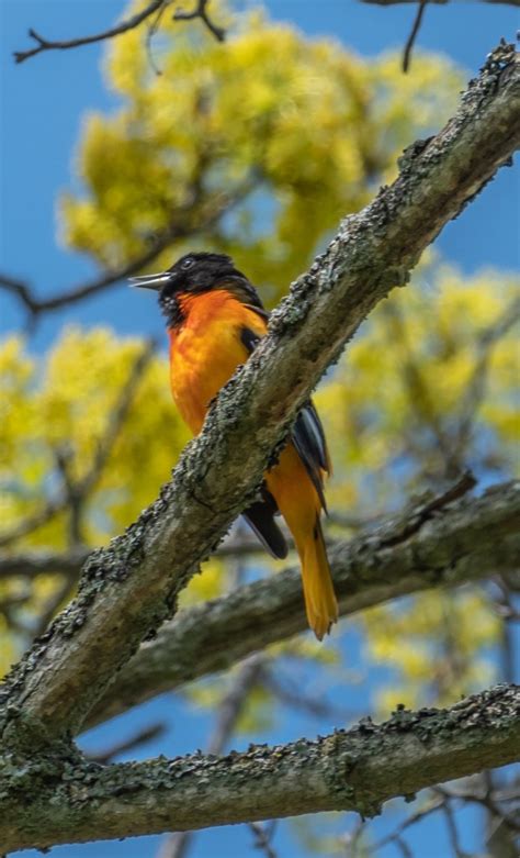 Scarlet Tanager Orange Crowned Warbler And Bay Breasted Warbler At