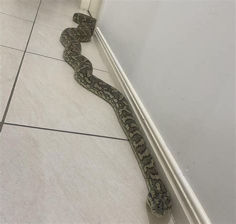 Couple Shocked To Find 8 Foot Python In Hallway Its Her House Now